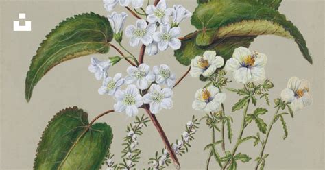 흰 꽃과 녹색 잎의 그림 사진 Unsplash의 무료 식물 이미지