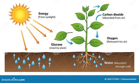 Inputs And Outputs Of Photosynthesis Formula