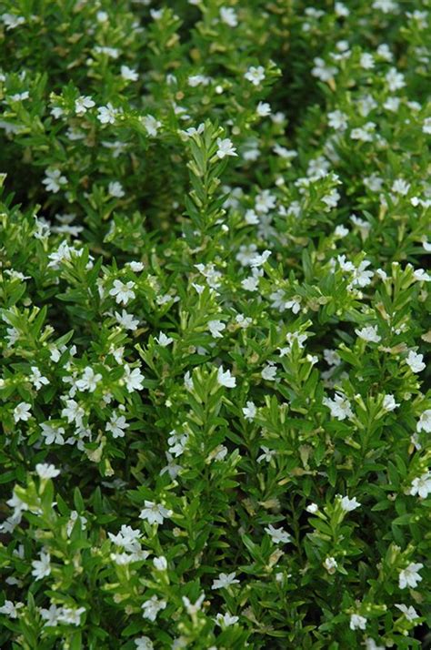 White False Heather Cuphea Hyssopifolia Alba At Pender Pines Garden