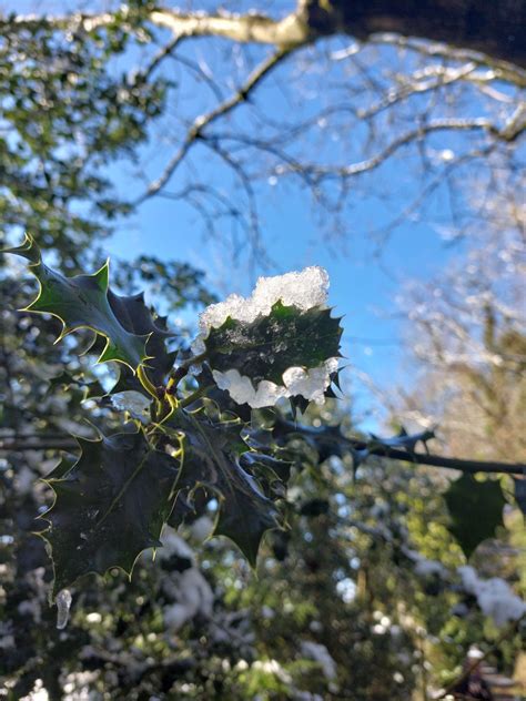 Holly Snow Winter Free Photo On Pixabay Pixabay