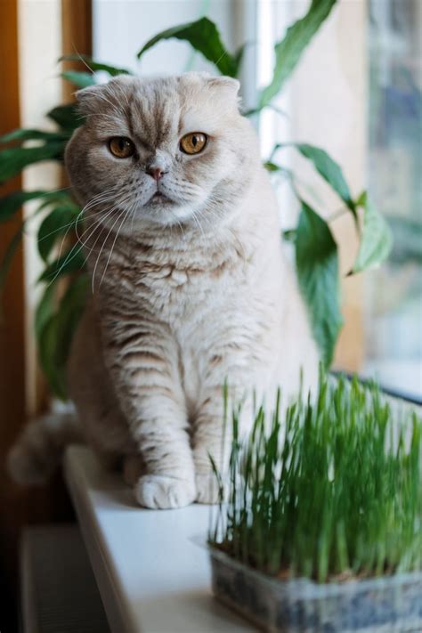 unraveling the mystery of catnip exploring its effects on cats