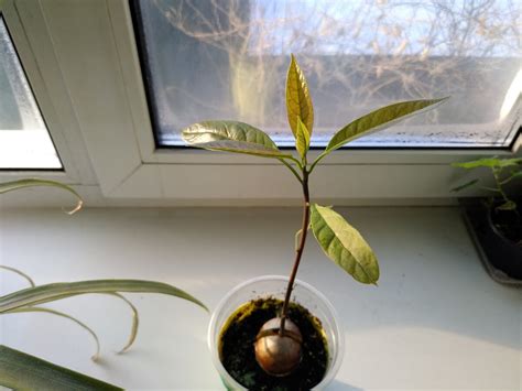 Удивительные всходы 13 необычных растений из семян на моем подоконнике Вспоминая о лете Дзен