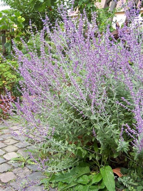 Perovskia abrotanoides - Fiederschnittige Perowskie, Blauraute ...