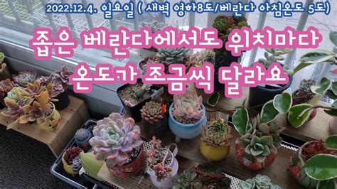 오늘 베란다 다육이들 베란다에서도 위치에 따라 조금 다른 온도~ Youtube