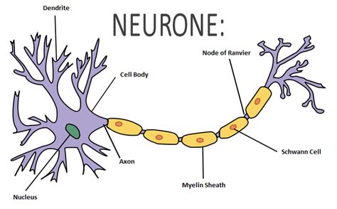 Draw A Diagram Of The Human Nerve Cell Justify Its Shape With Regards