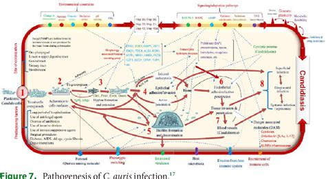 Figure 1 From Candida Auris As A Pathogen That Can Cause Emerging