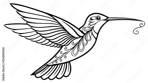 Elegant Hummingbird Line Art Outline Drawing Vector Illustration