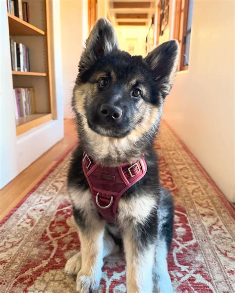 Samoyed Mix German Shepherd 6 Months Went By Too Fast😫 Sammishep