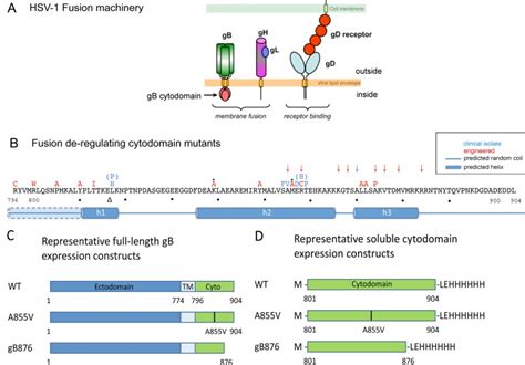 Membrane Requirement For Folding Of The Herpes Simplex Virus 1 Gb Cytodomain Suggests A Unique