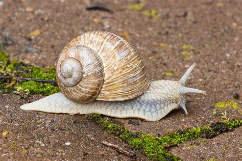 Ocean Snails