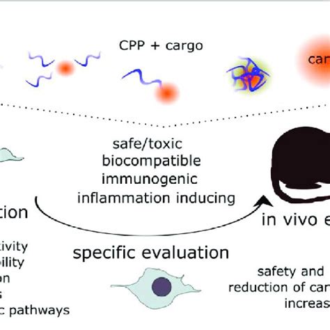 The Evaluation Of The Safety Biocompatibility And Bioeffect Of The