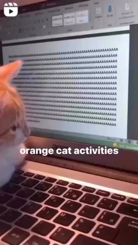 Cats Internal Thoughts Tumbex