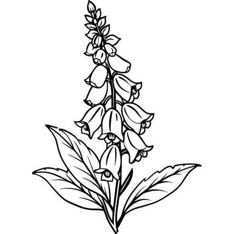 Foxglove Flower Plant Outline Illustration Coloring Book Page Design