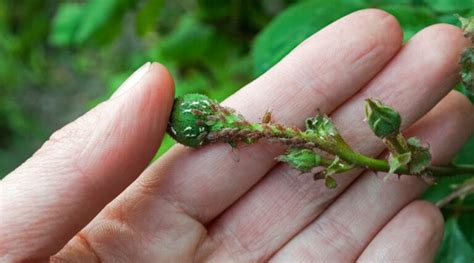 How To Identify And Manage Aphids