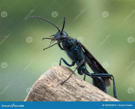 P7310314 Common Blue Mud Dauber Wasp Chalybion Californicum Grooming