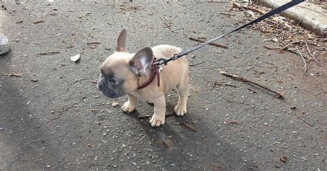 I Shall Name Him Cujo Imgur