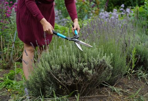 10 Exotic Arugula Varieties To Jazz Up Your Garden And Salads