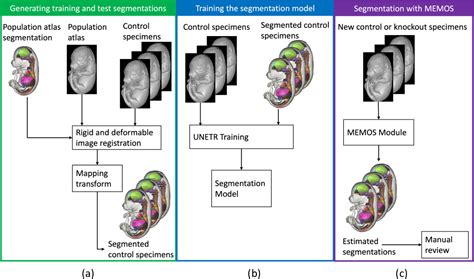 figure 1 from deep learning enabled multi organ segmentation of mouse