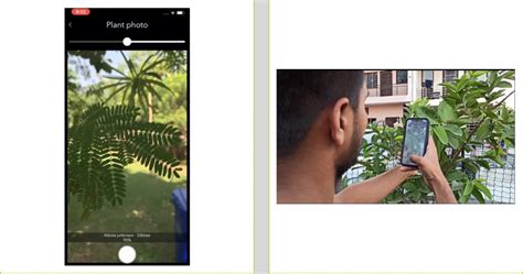 python如何识别植物使用TensorFlow Lite模型进行植物物种识别