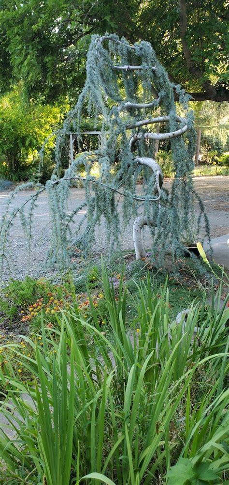 Twists And Turns Red Bluff Garden Club Red Bluff Daily News