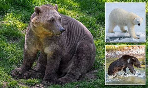 Meet The Pizzly Bear A Fascinating Hybrid Of Polar Bear And