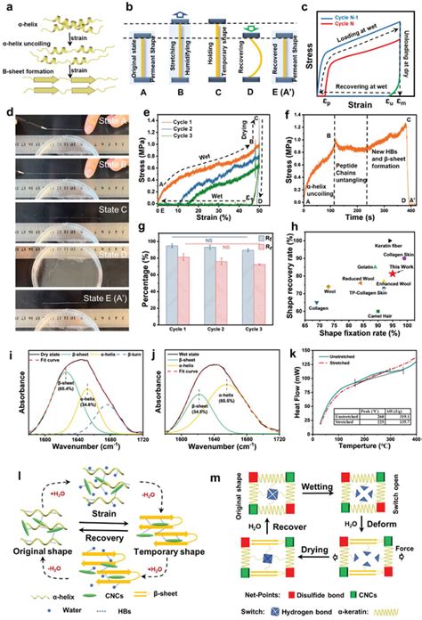 water‐responsive shape‐memory effect of regenerated keratin fibers a