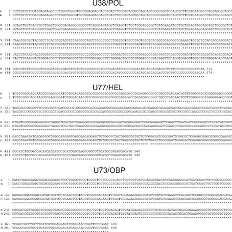 Sequence Comparisons Between The Elephant Endotheliotropic Herpesvirus Download Scientific