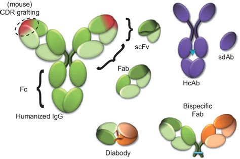 Figure 11 From Dna Based Control Of Protein Activity Semantic Scholar