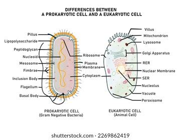 Diagram Represents Differences Between Prokaryotic Cell Stock Illustration 2269862419 Shutterstock