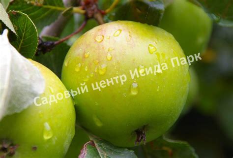 Яблоня Мартовское саженцы купить в Москве и Подмосковье в питомнике