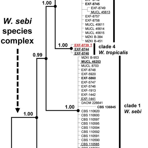Midpoint Rooted Majority Rule Consensus Tree Of Bayesian Mcmc Sampling