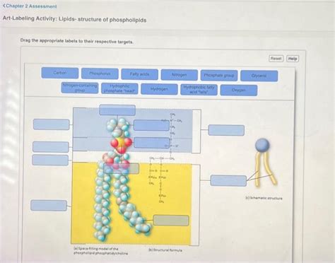 Art Labeling Activity Lipids Structure Of