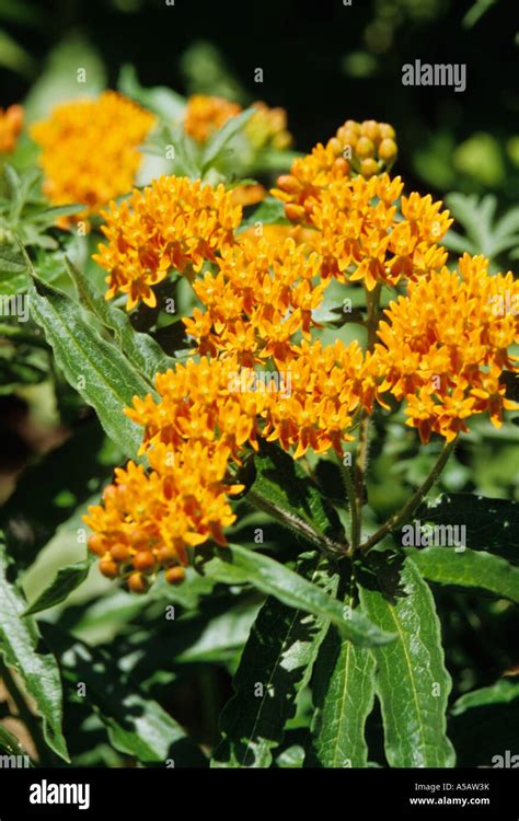 Flowering Orange Butterfly Weed Plant Asclepias Tuberosa A Species Of