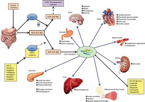 Diabetes Incretin Hormones And Cardioprotection Heart
