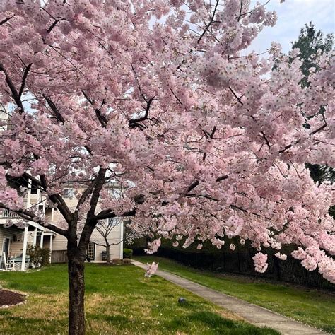 Pink Star Flowering Cherry Tree Best Flower Site