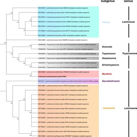 Phylogenetic Tree Based On The Coding Regions Of The Maxicircle Dna Of