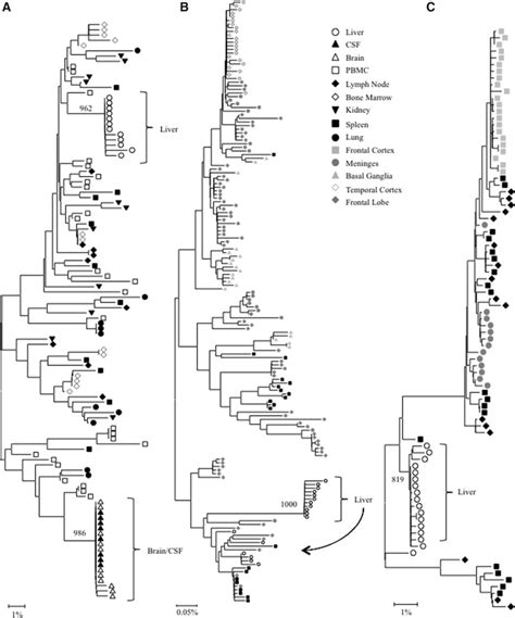 Analysis Of Hiv Quasispecies Suggests Compartmentalization In The Liver
