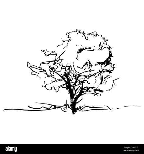 Monochrome Tree Silhouette Vector Sketched Line Art Isolated Stock