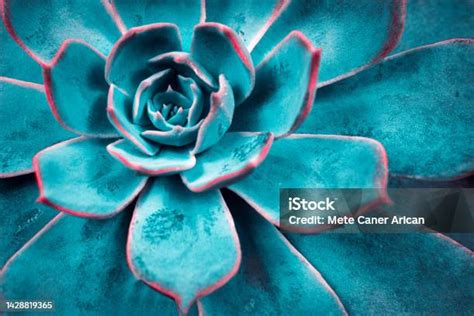 즙이 많은 선인장 배경 공작 Echeveria 식물 청록색과 보라색 즙이 많은 선인장의 클로즈업은 질감 벽지를 남깁니다 0명에 대한 스톡 사진 및 기타 이미지 Istock