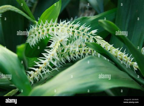 Coelogyne Glumaceanative Range Of This Species Is Borneo To