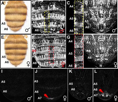 The Regulation And Evolution Of A Genetic Switch Controlling Sexually Dimorphic Traits In