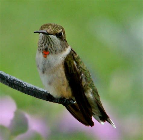 Male Ruby Throated Hummingbird Perched On Branch