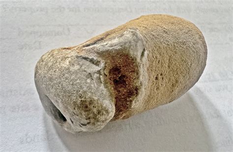 Coprolite Fossil Id The Fossil Forum