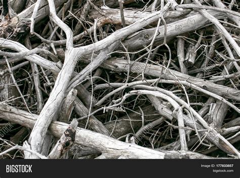 Brown Tree Branch Dry Image Photo Free Trial Bigstock