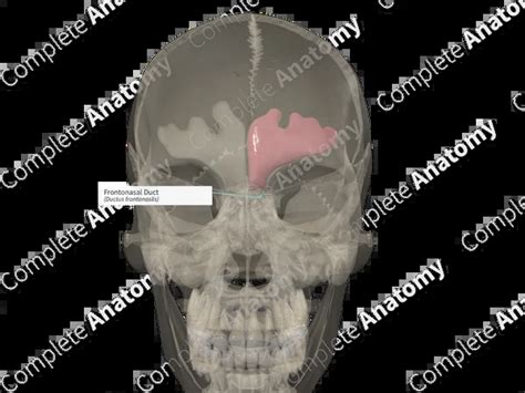 Frontonasal Duct Right Complete Anatomy