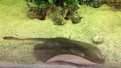 El Misterio De La Mantarraya Que Está Embarazada Sin Un Macho En Su Acuario Los Veterinarios