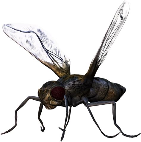 Bugs Png Image Free Download