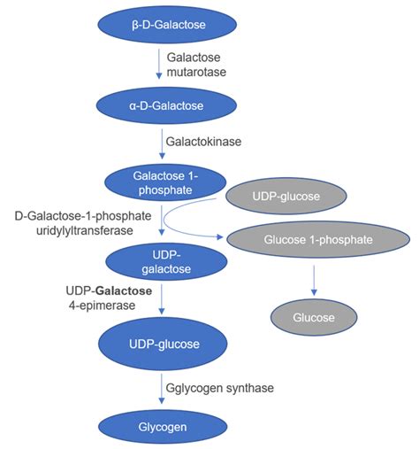 What Is Galactose Definition Foods Metabolism Generation Of Adenosine