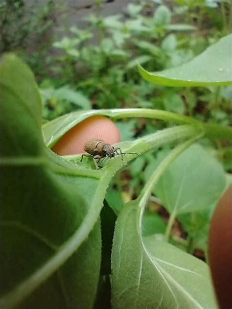 No Snoot Still Cute R Weeviltime