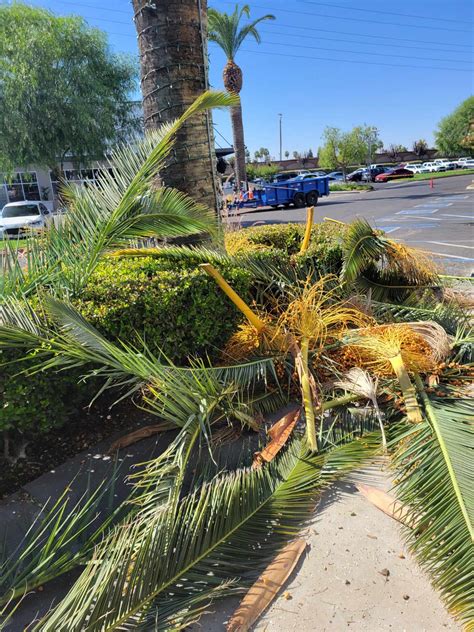 Drawing From Drew The Tree Trimmer